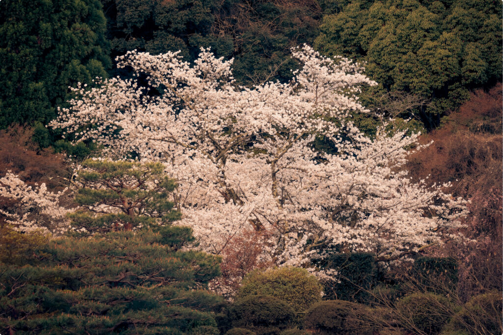 Janu Tokyo – The City’s Newest Luxury Hotel